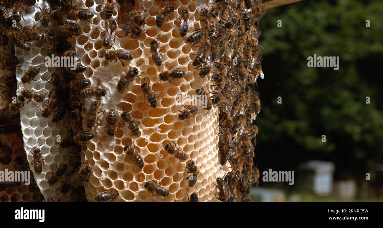 European Honey Bee, apis mellifera, Black Bees on a wild Ray, Alveolus ...