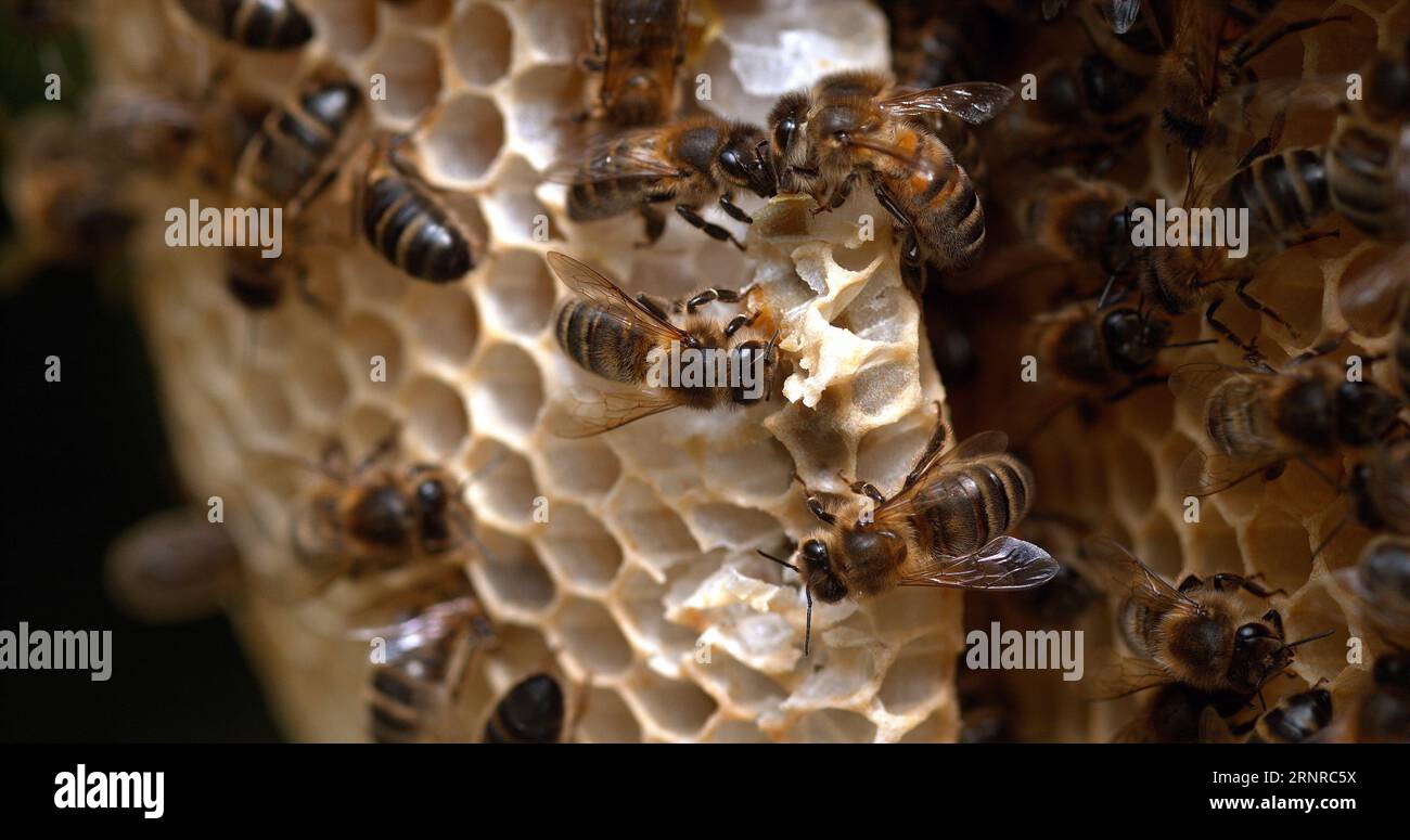 European Honey Bee, apis mellifera, Black Bees on a wild Ray, Alveolus ...