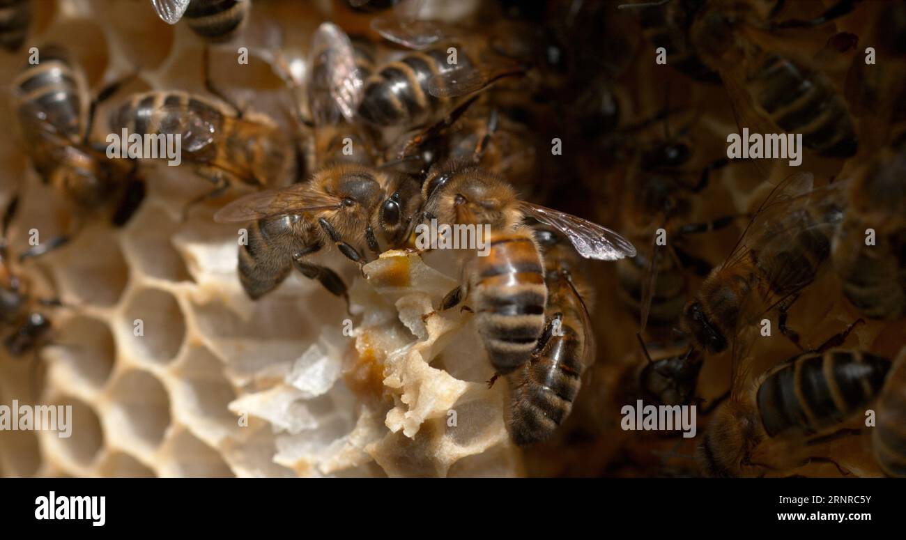European Honey Bee, apis mellifera, Black Bees on a wild Ray, Alveolus ...