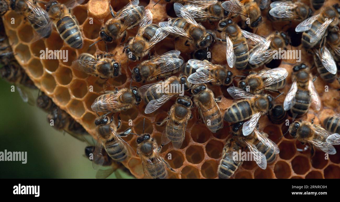 European Honey bee, Apis mellifera, Bees working on a Wild Ray, Natural ...