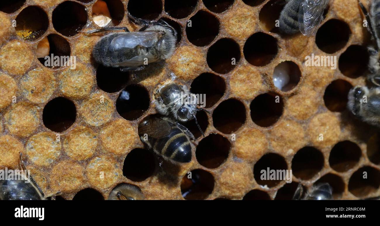 European Honey bee, Apis mellifera, Bees working on a Wild Ray, Natural ...