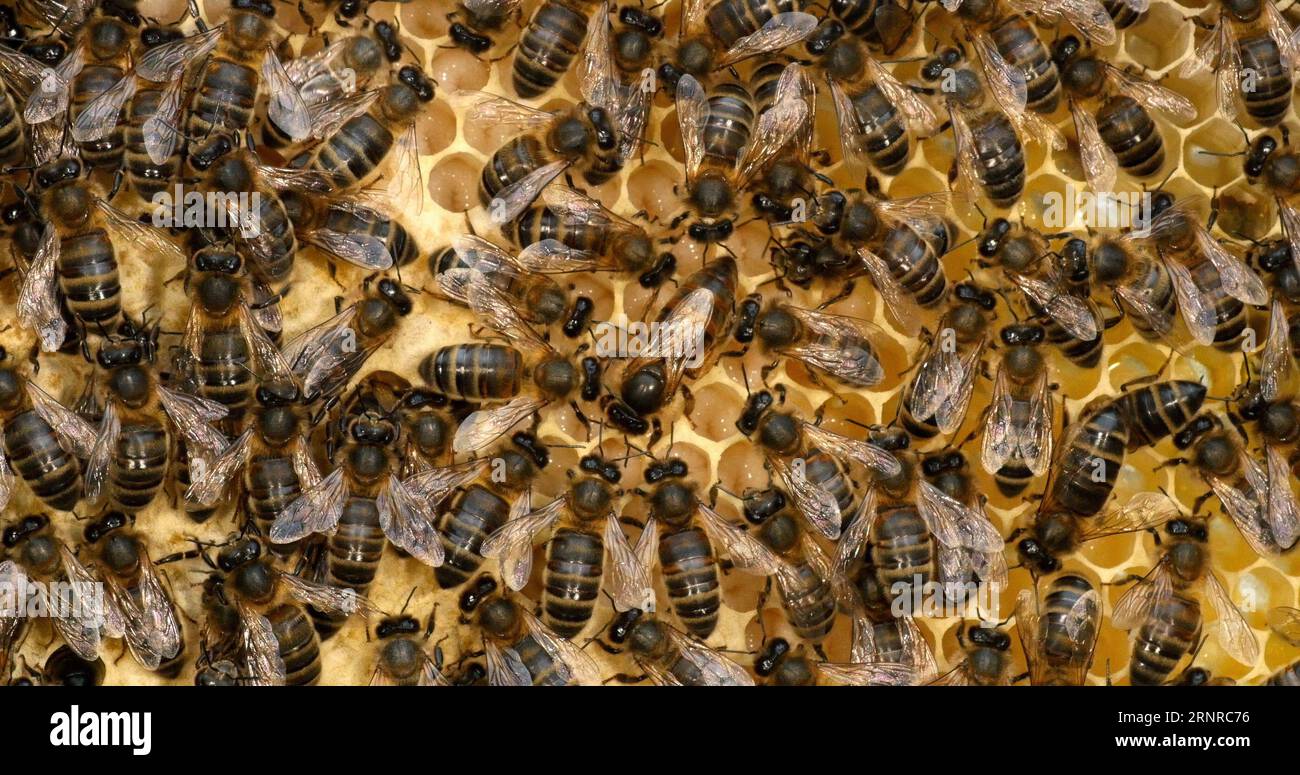 |European Honey Bee, apis mellifera, Bees on a wild Ray, Bees working ...