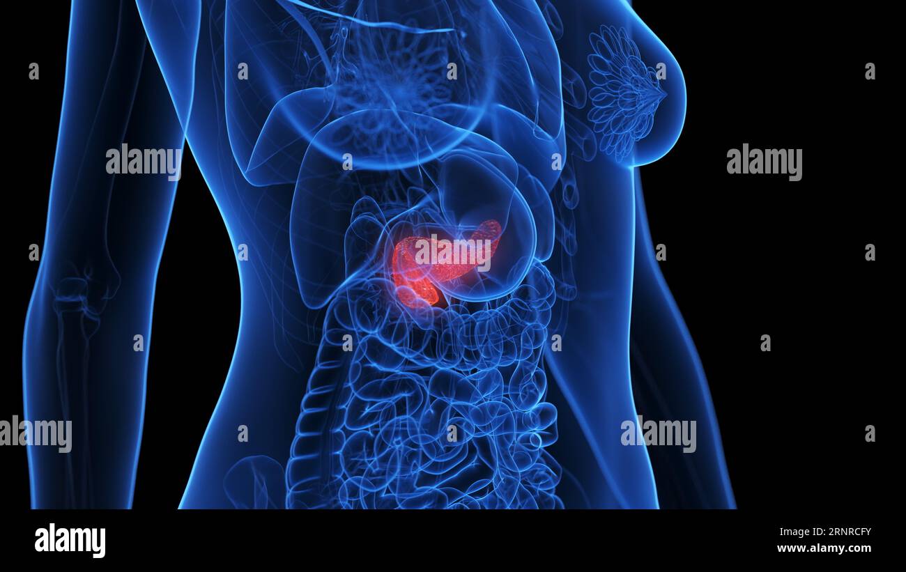 Inflamed pancreas hi-res stock photography and images - Alamy