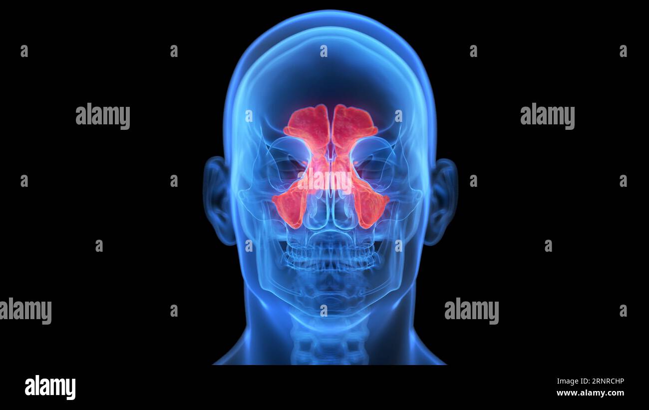 Sinuses medicine illustration hi-res stock photography and images - Alamy