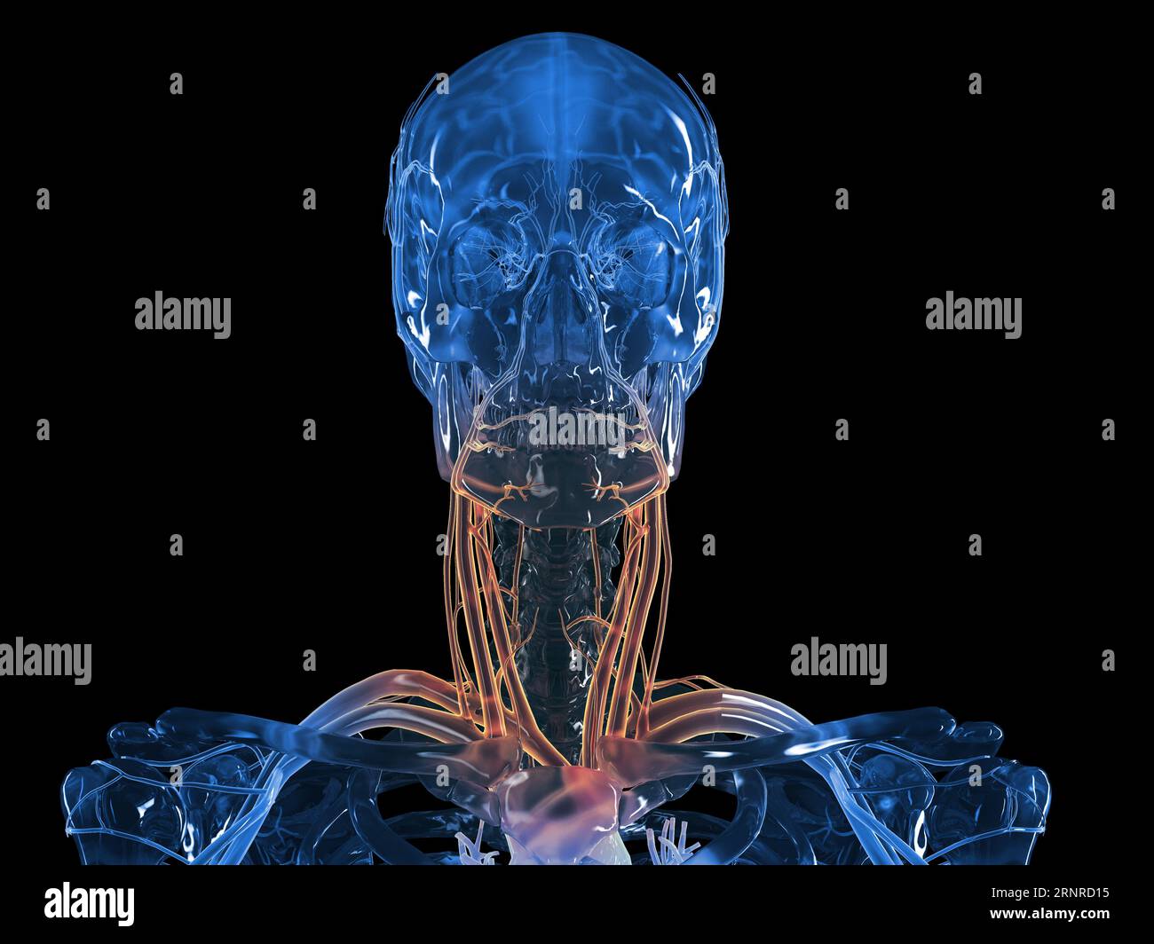 Vascular system of the neck, illustration Stock Photo - Alamy