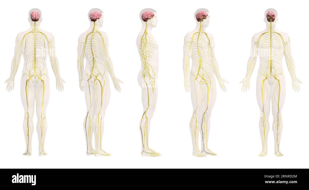 Male nervous system, illustration Stock Photo - Alamy