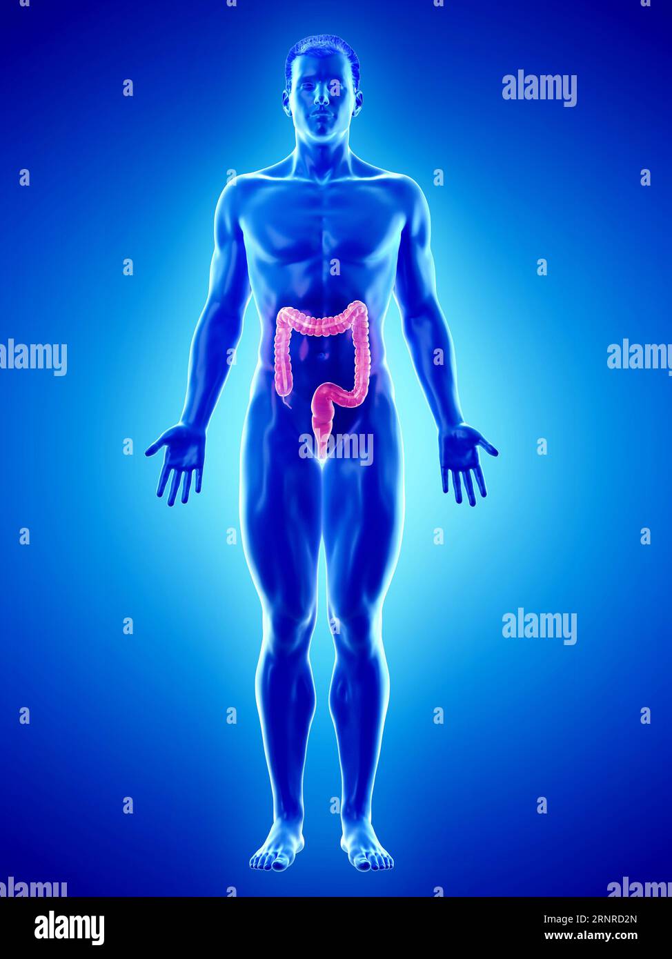Male colon, illustration Stock Photo - Alamy
