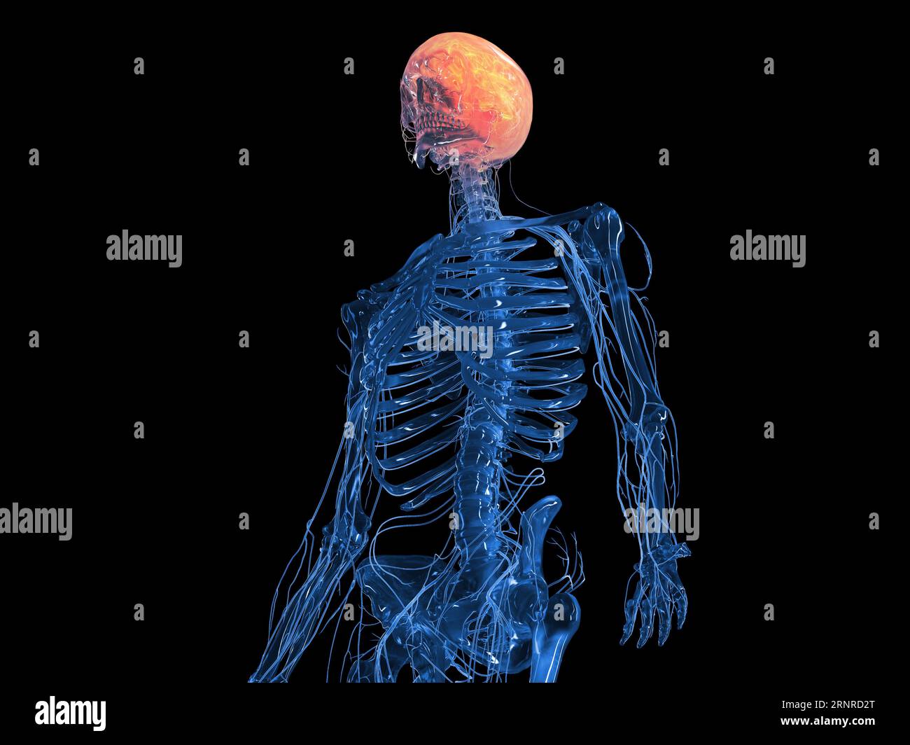 Nervous system, illustration Stock Photo - Alamy