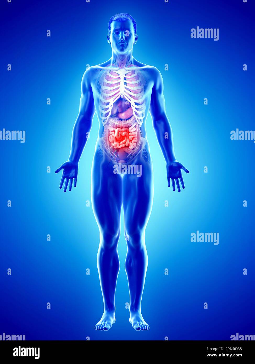 Male organs, illustration Stock Photo - Alamy