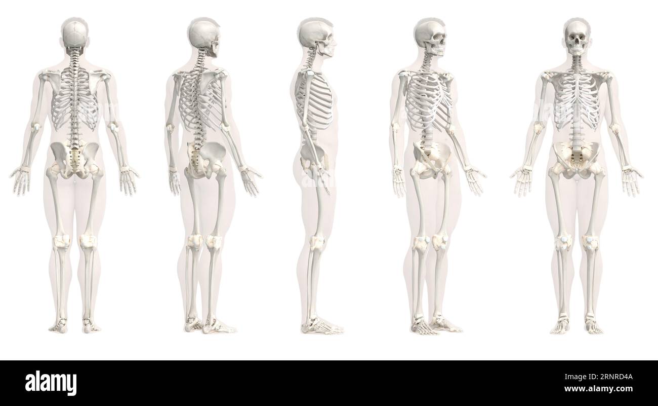 Male skeleton, illustration Stock Photo - Alamy