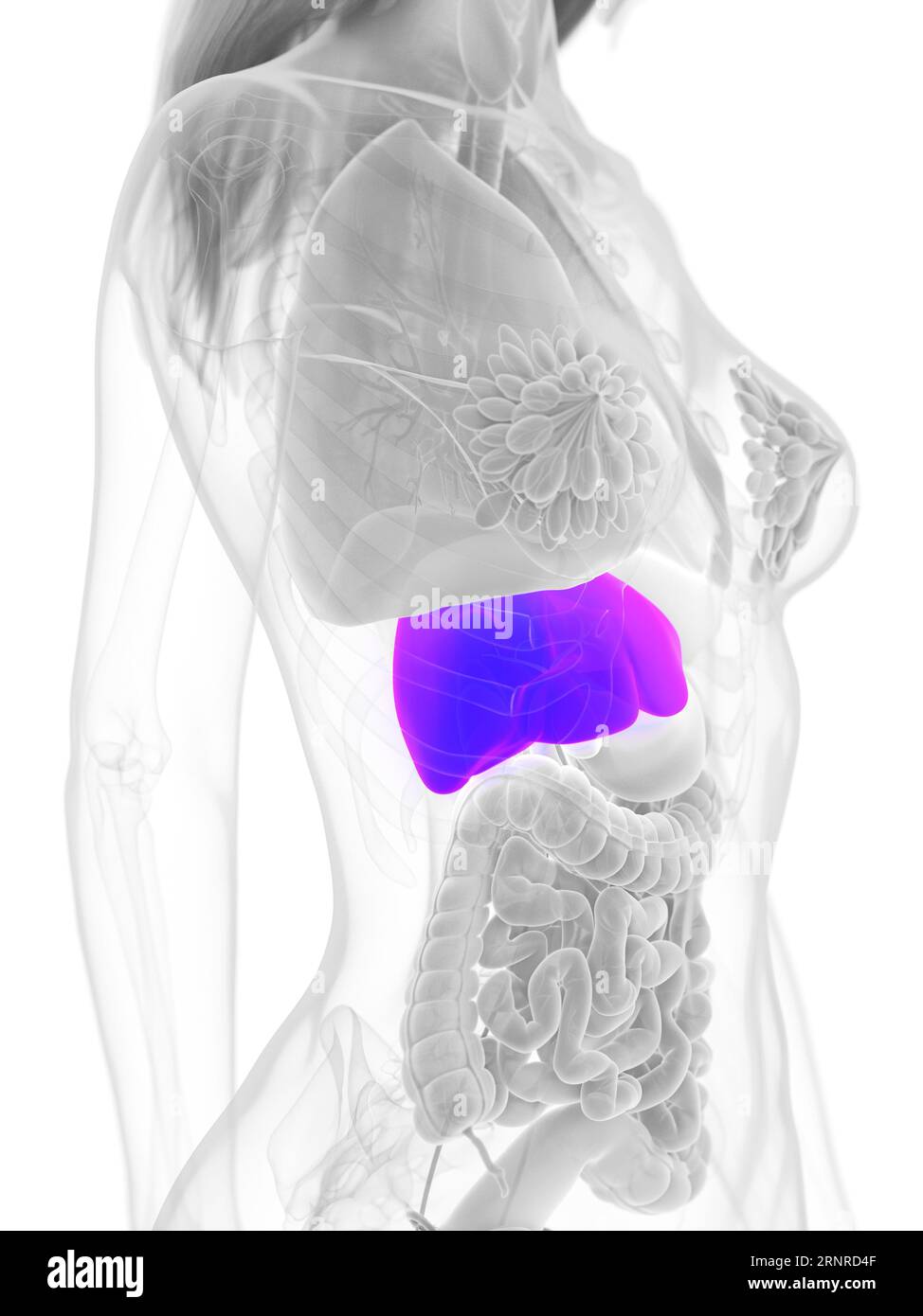 Female liver, illustration Stock Photo - Alamy