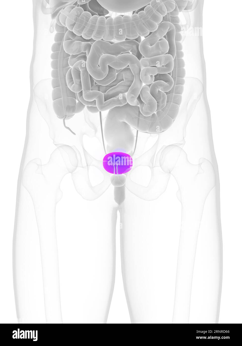 Male bladder, illustration Stock Photo - Alamy