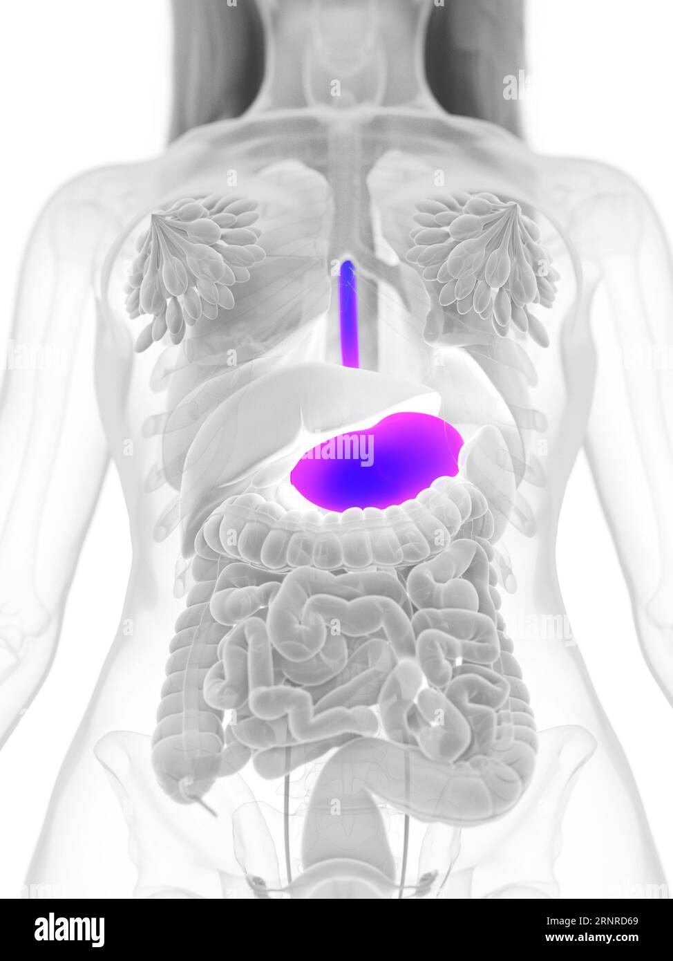 Female stomach, illustration Stock Photo - Alamy