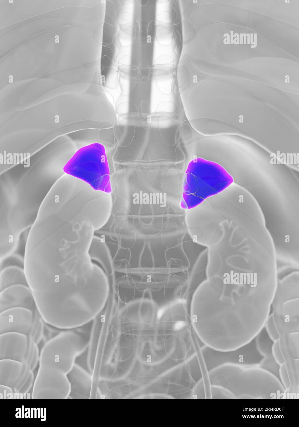 Adrenal glands, illustration Stock Photo - Alamy