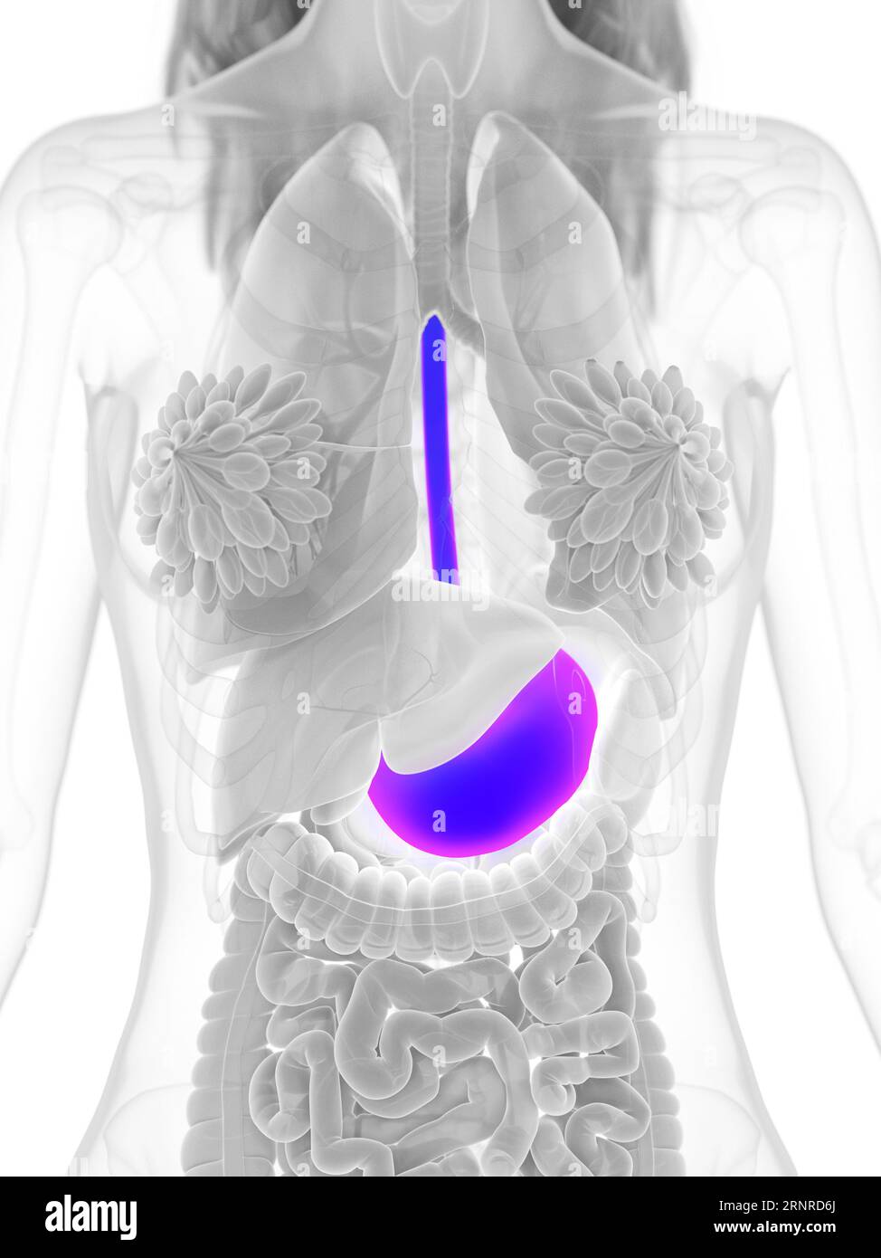 Female stomach, illustration Stock Photo - Alamy