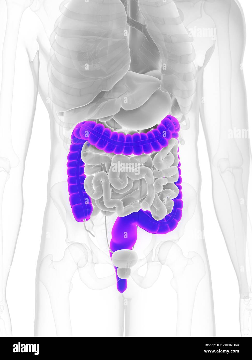 Male colon hi-res stock photography and images - Alamy