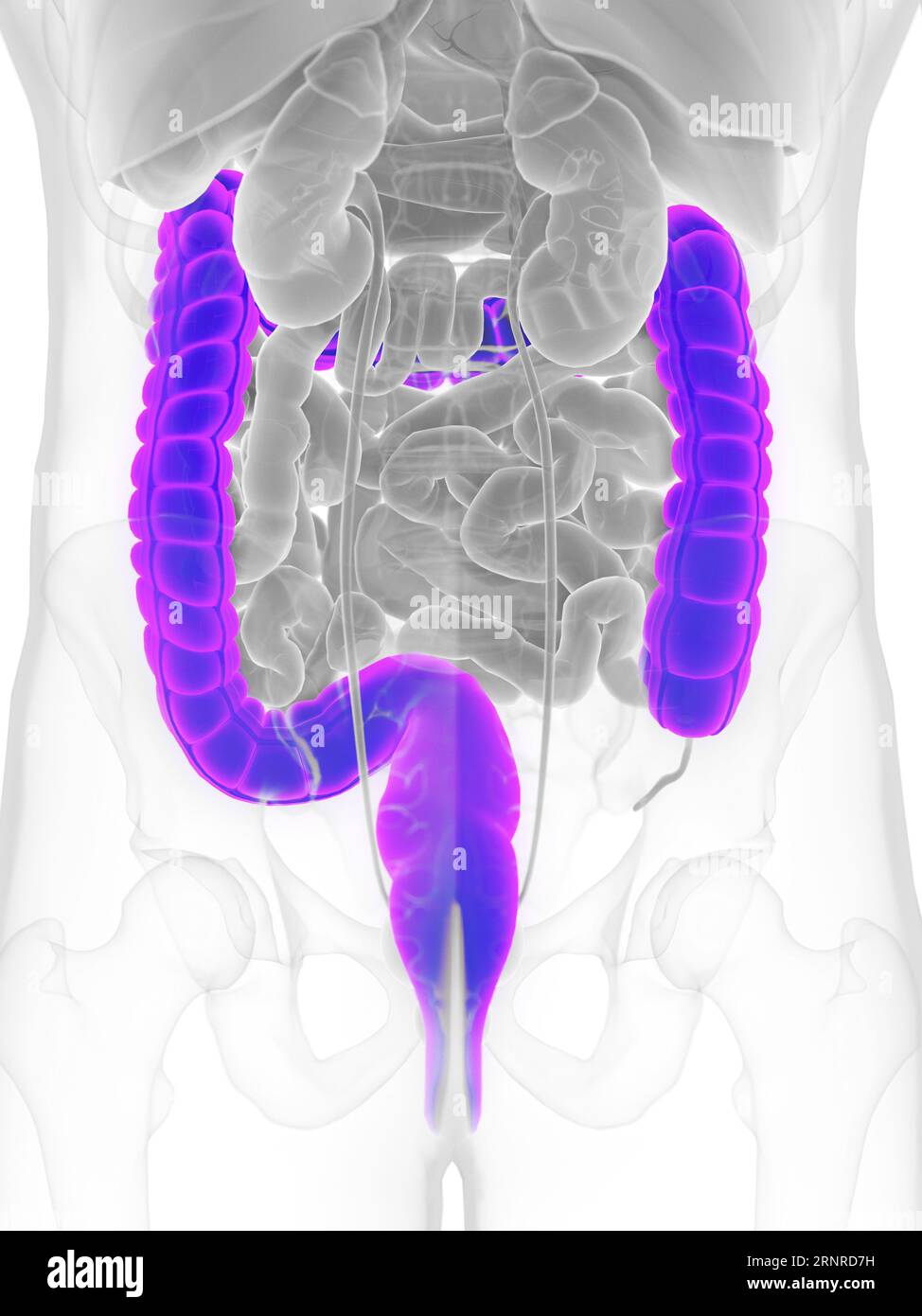 Male colon, illustration Stock Photo - Alamy