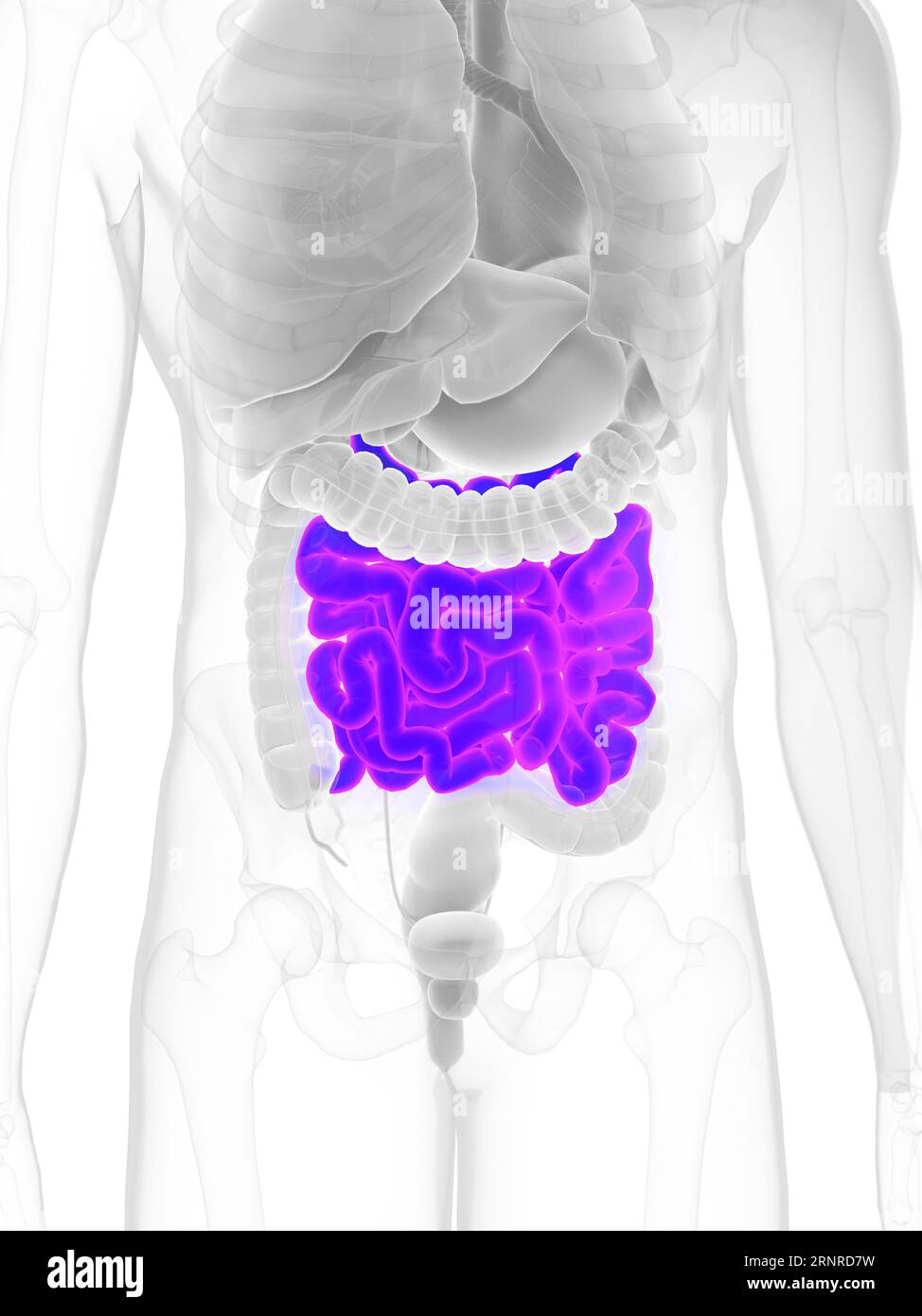 Male small intestine, illustration Stock Photo - Alamy