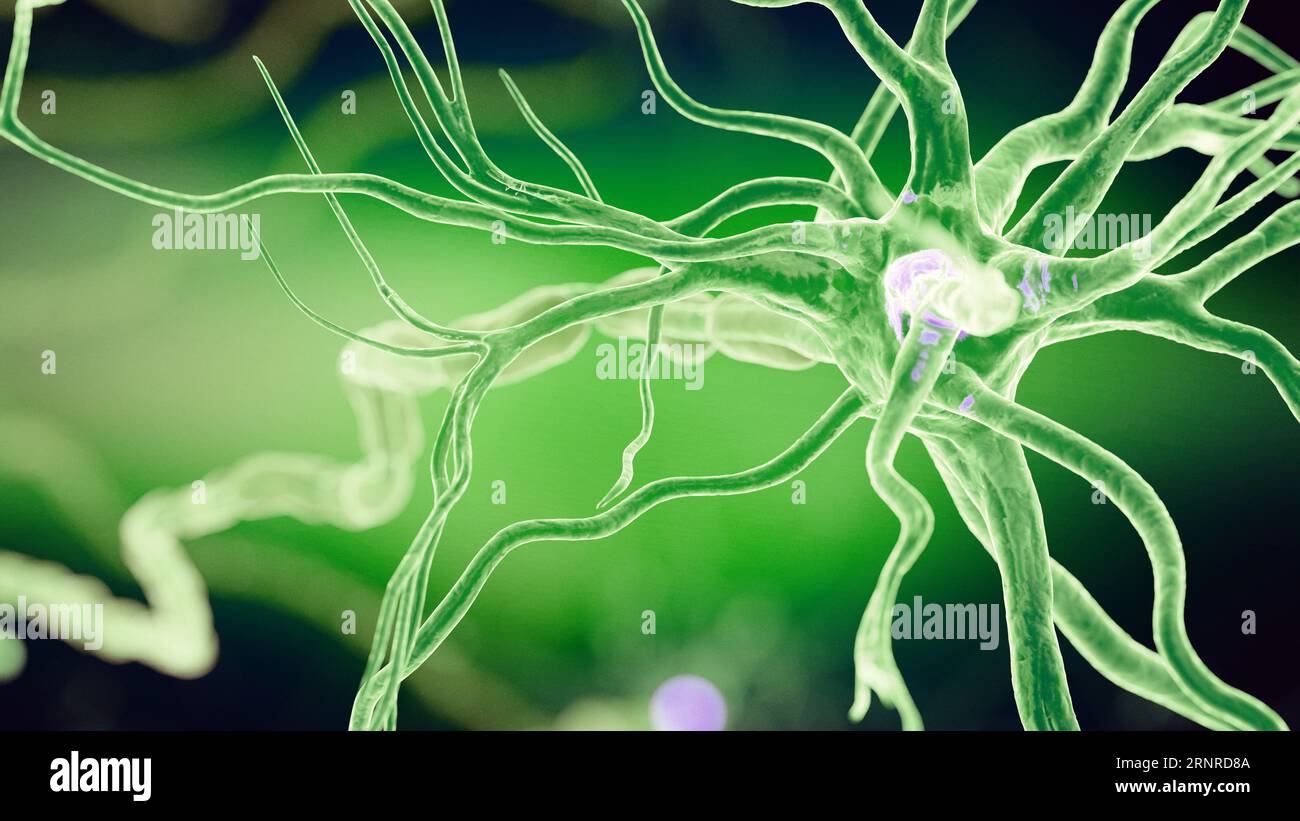 Human nerve cell, illustration Stock Photo - Alamy