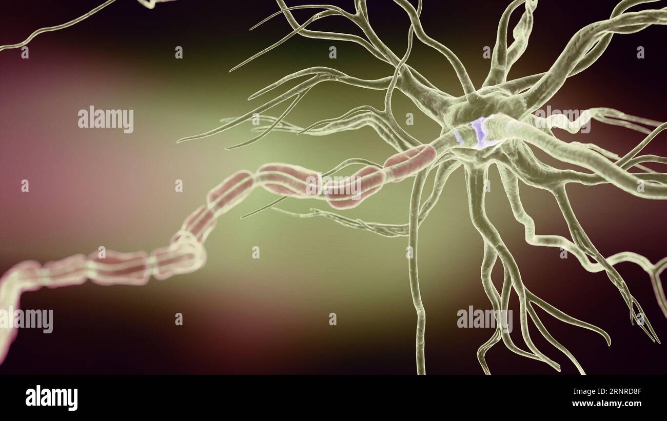 Human nerve cell, illustration Stock Photo - Alamy