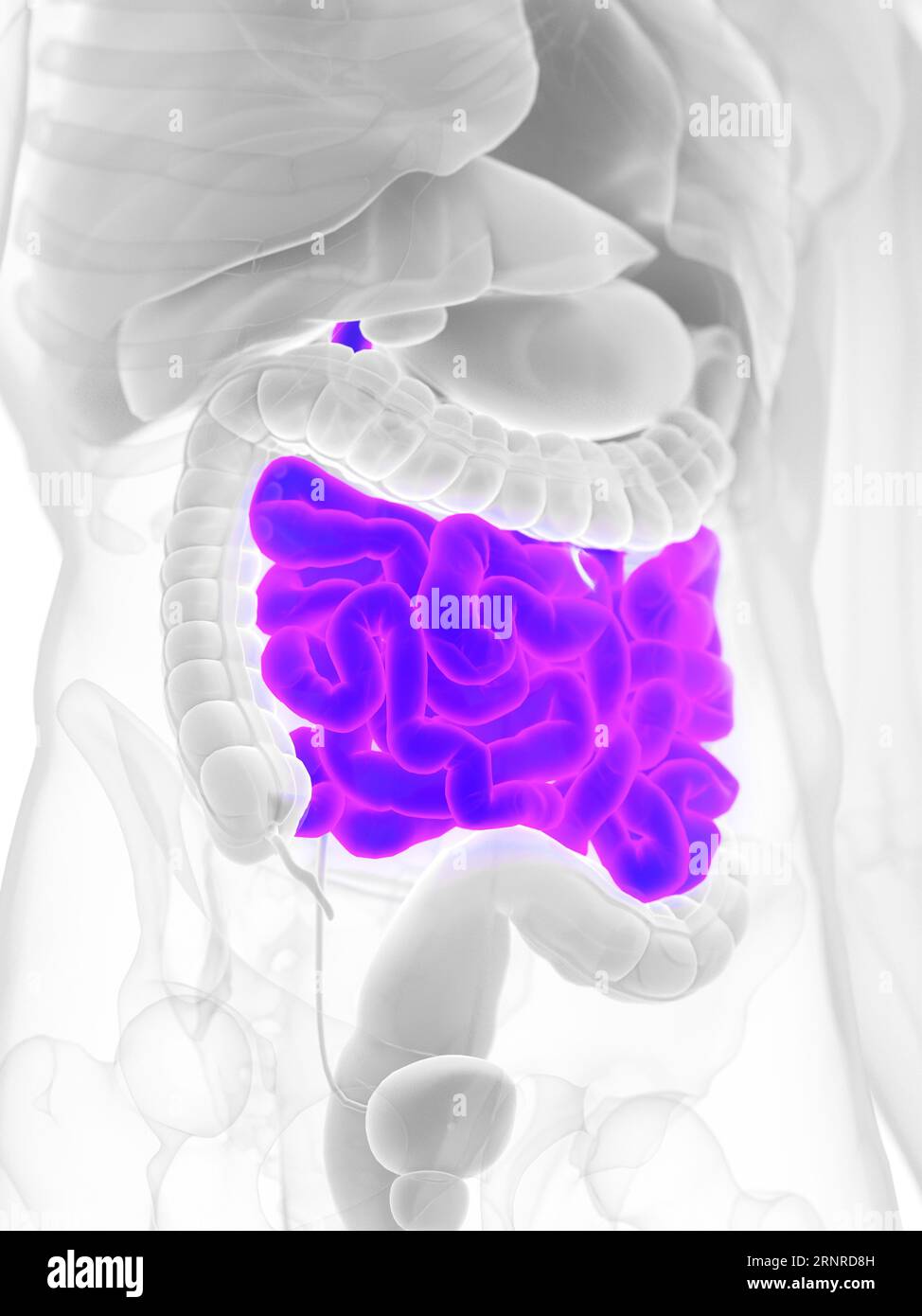 Male small intestine, illustration Stock Photo - Alamy