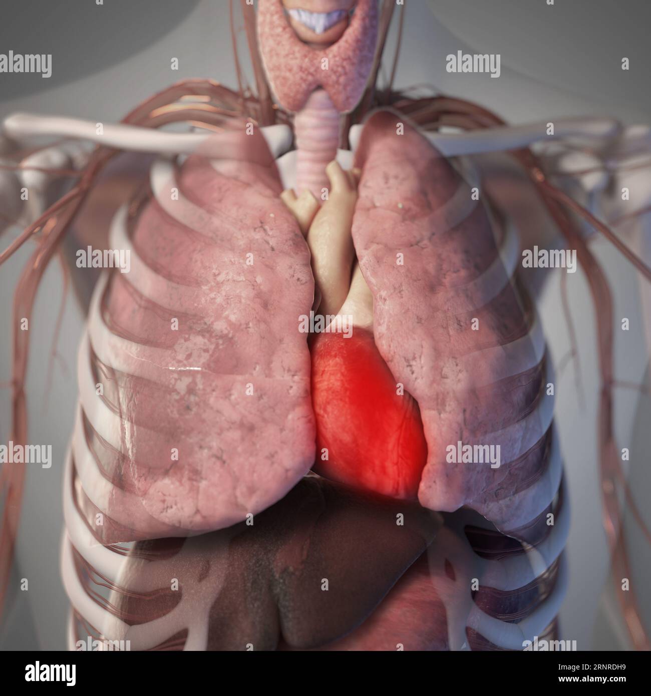 Thorax anatomy, illustration Stock Photo - Alamy