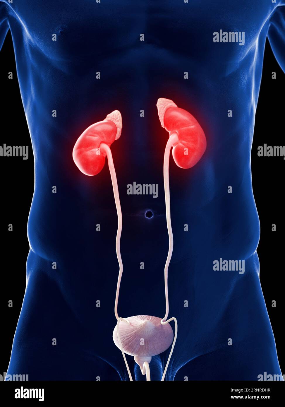 Male kidneys, illustration Stock Photo - Alamy