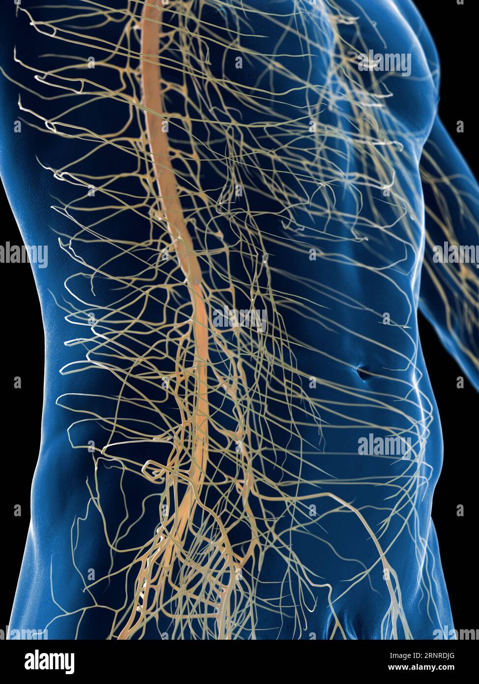 Male nervous system, illustration Stock Photo - Alamy