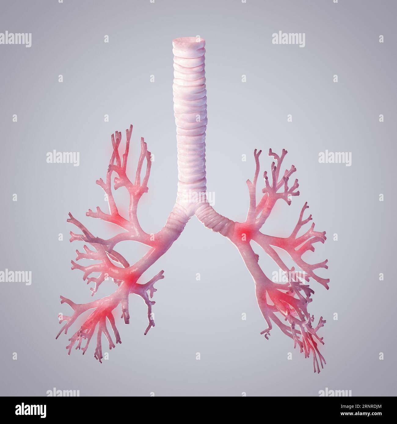 Healthy bronchi artwork hi-res stock photography and images - Alamy