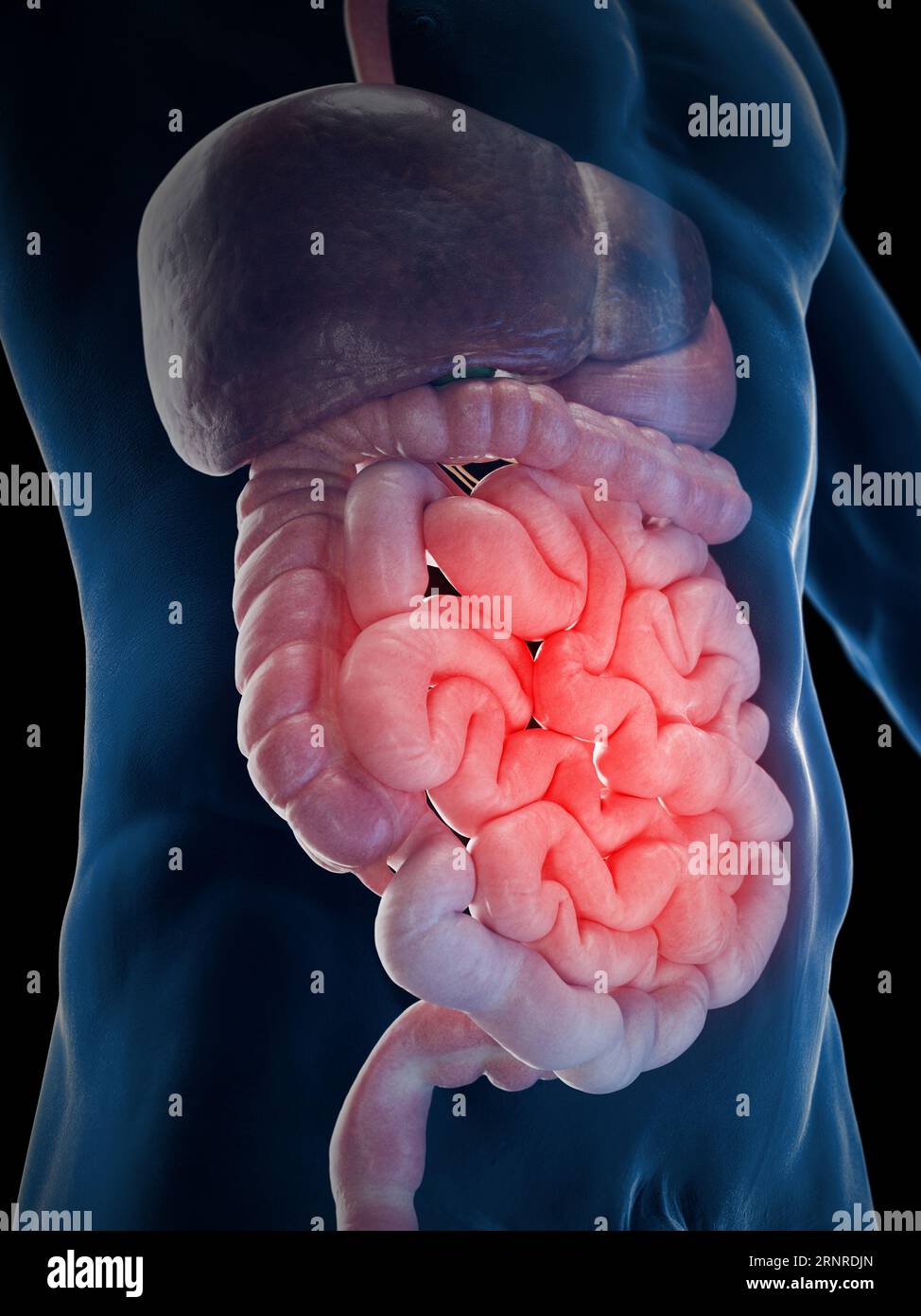 Male small intestine, illustration Stock Photo - Alamy