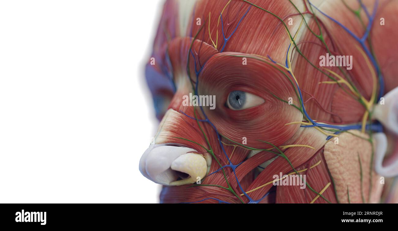 Ligament face hi-res stock photography and images - Alamy
