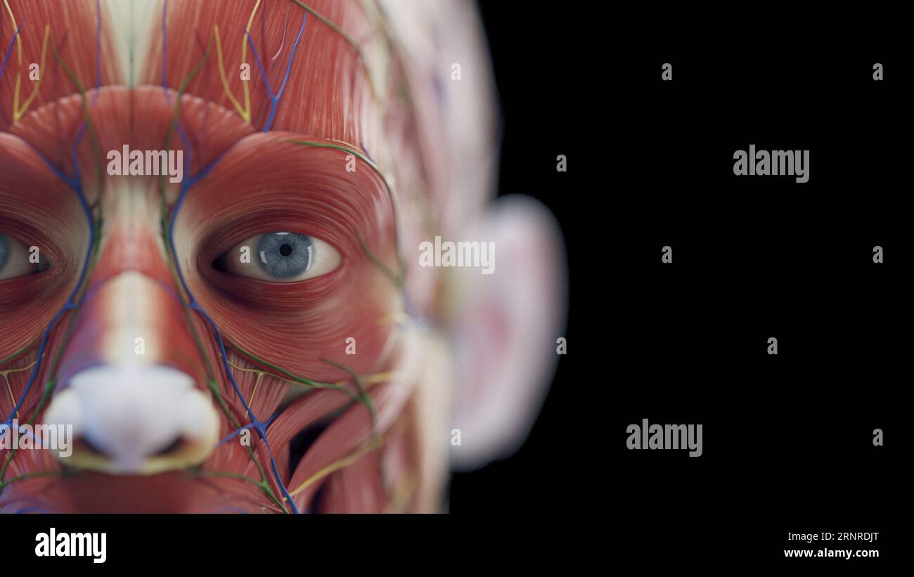 Male facial muscles, illustration Stock Photo - Alamy