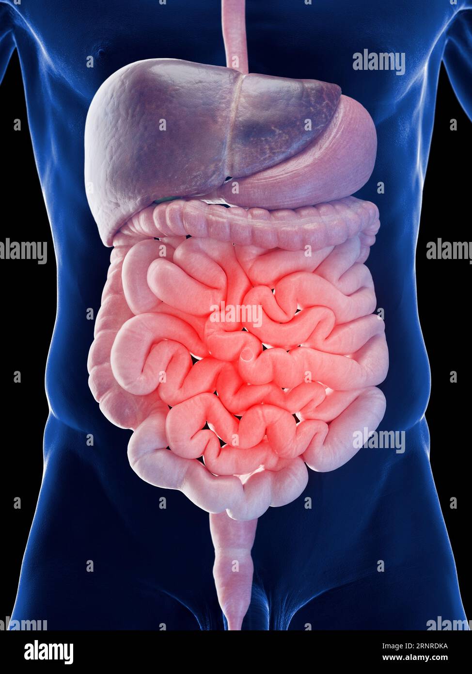 Male small intestine, illustration Stock Photo - Alamy
