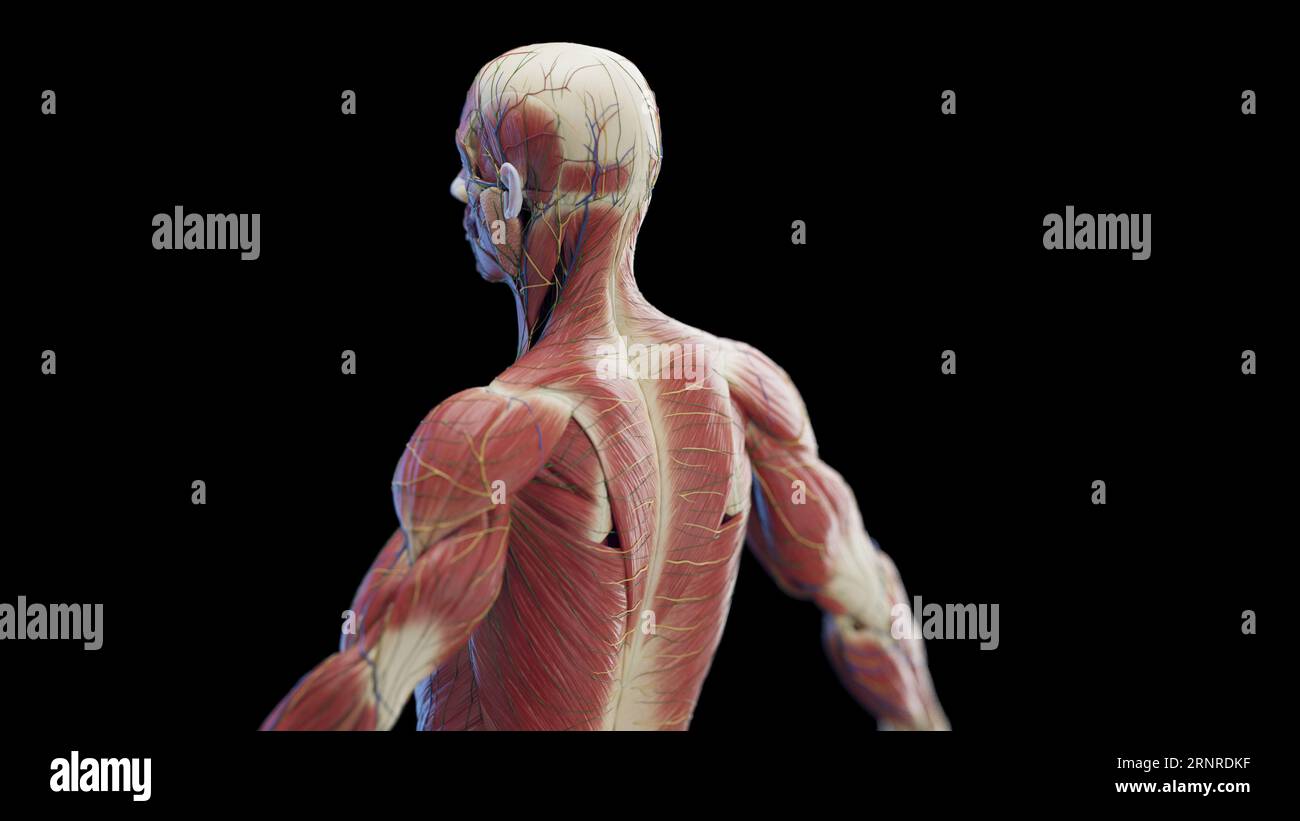 Male back muscles, illustration Stock Photo - Alamy