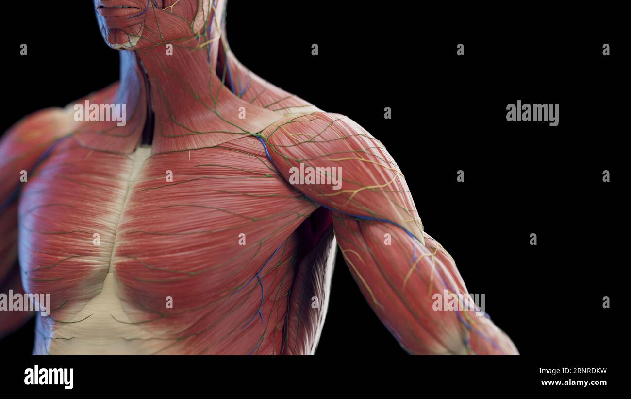 Man pecs muscles hi-res stock photography and images - Alamy