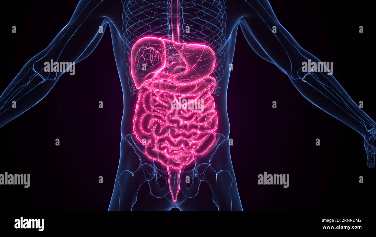 Male digestive system, illustration Stock Photo - Alamy