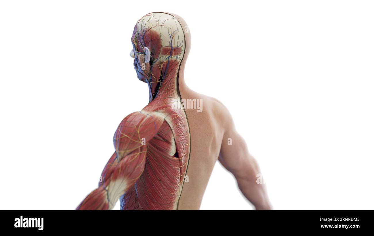 Male back muscles, illustration Stock Photo - Alamy