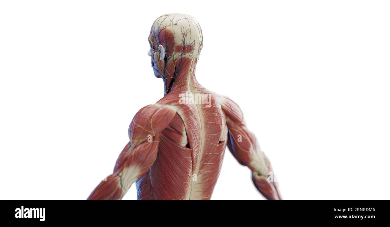 Male back muscles, illustration Stock Photo - Alamy
