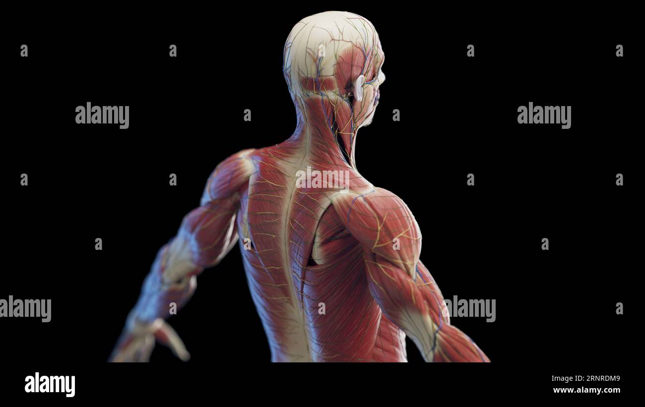 Male back muscles, illustration Stock Photo - Alamy