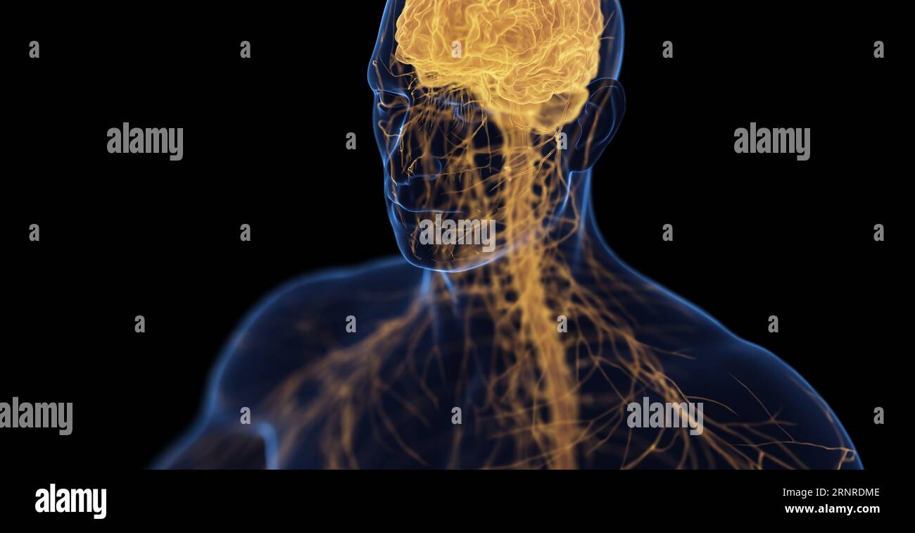 Male nervous system, illustration Stock Photo - Alamy