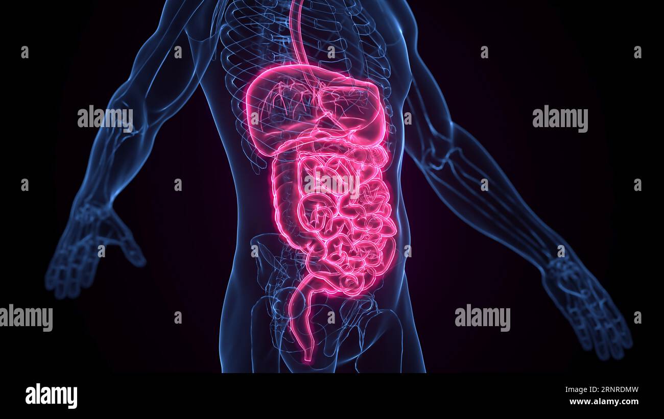 Male digestive system, illustration Stock Photo - Alamy
