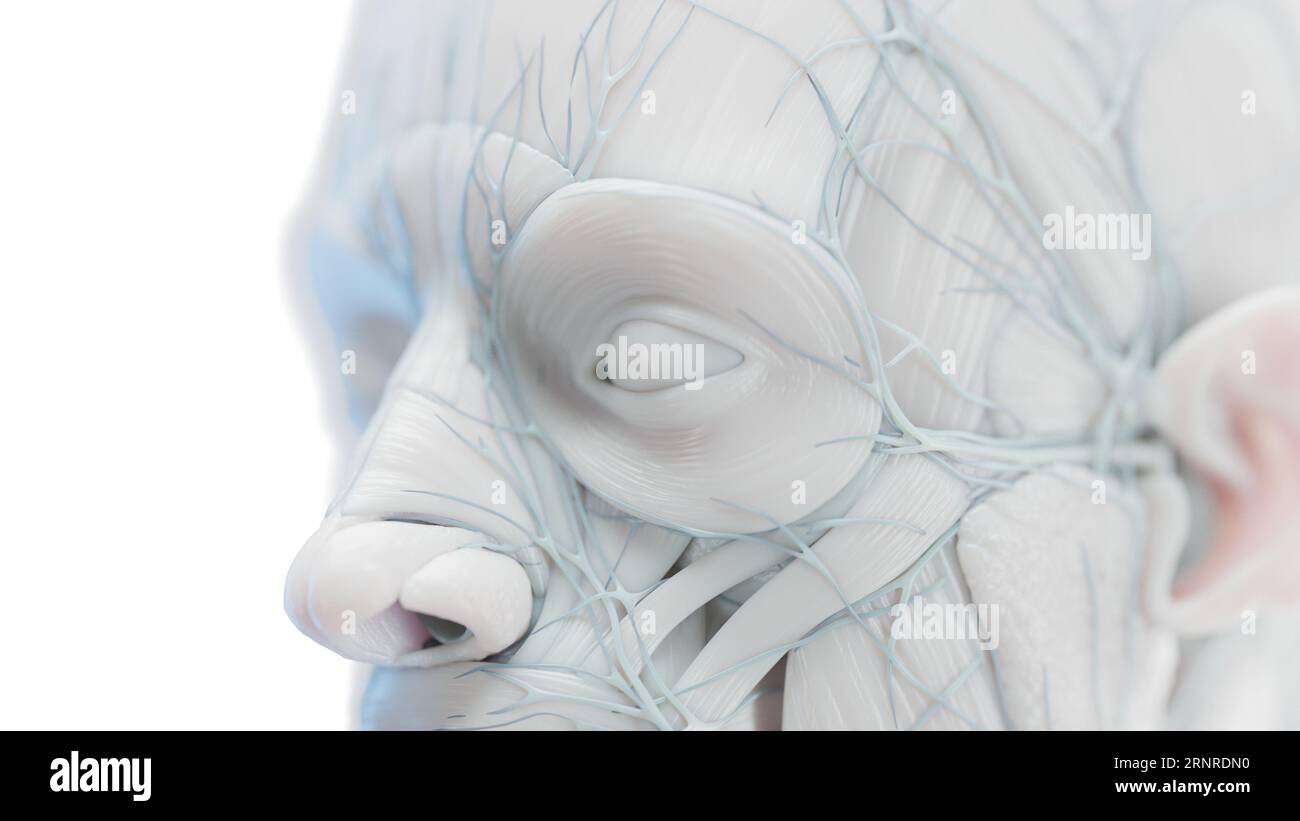 Face cheek muscles hi-res stock photography and images - Alamy