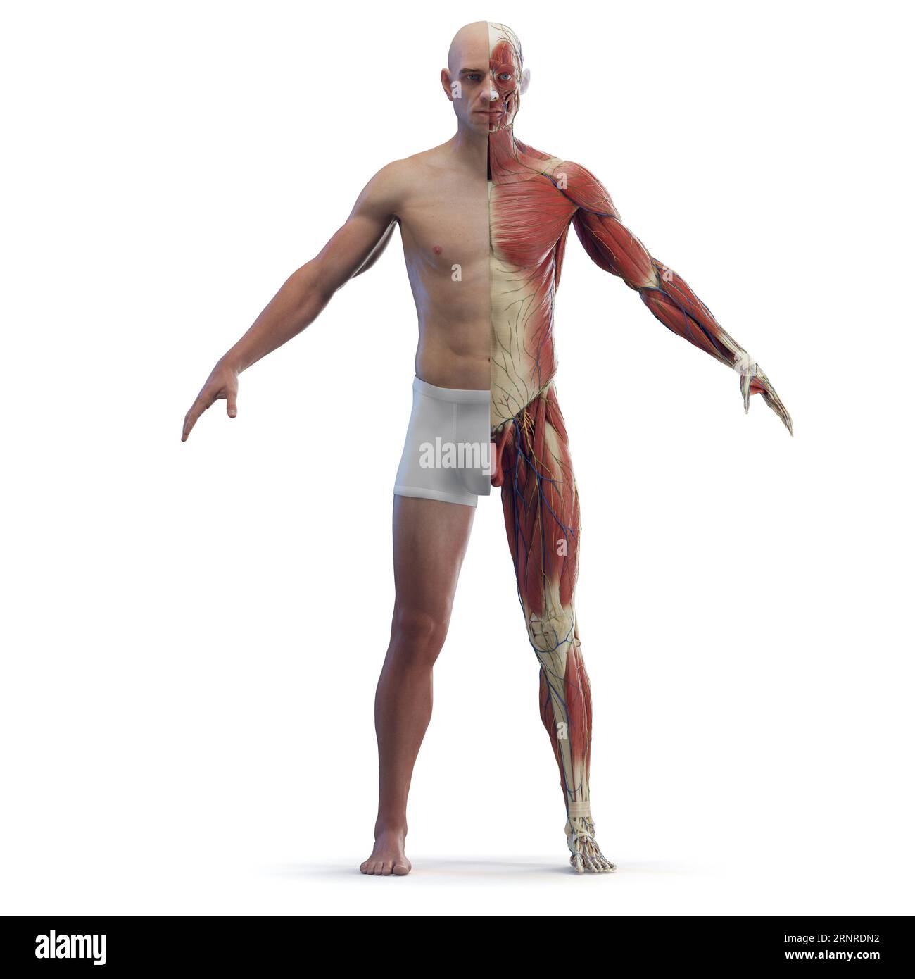 Male muscular system, illustration Stock Photo - Alamy