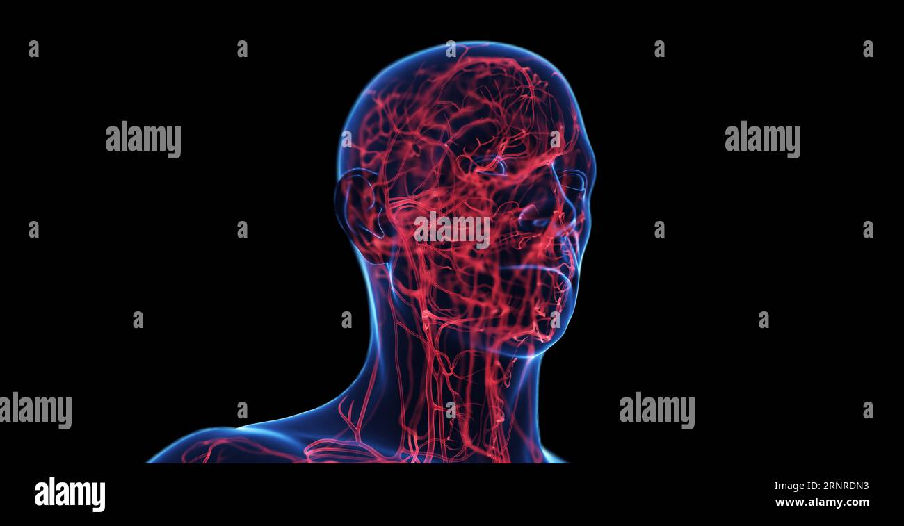 Male vascular system of the head, illustration Stock Photo - Alamy
