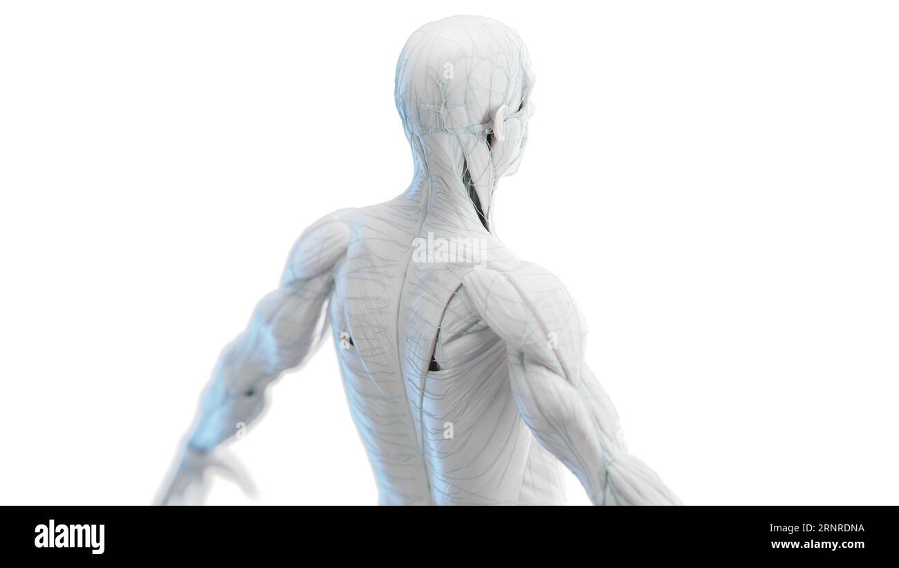 Normal muscle fiber hi-res stock photography and images - Alamy