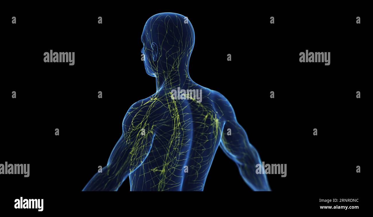 Male lymphatic system, illustration Stock Photo - Alamy