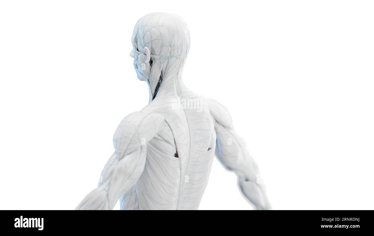 Male back muscles, illustration Stock Photo - Alamy