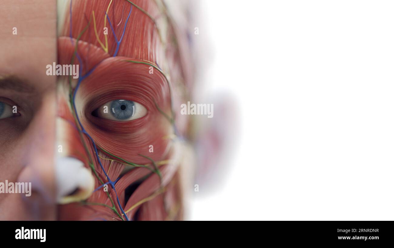 Male facial muscles, illustration Stock Photo - Alamy