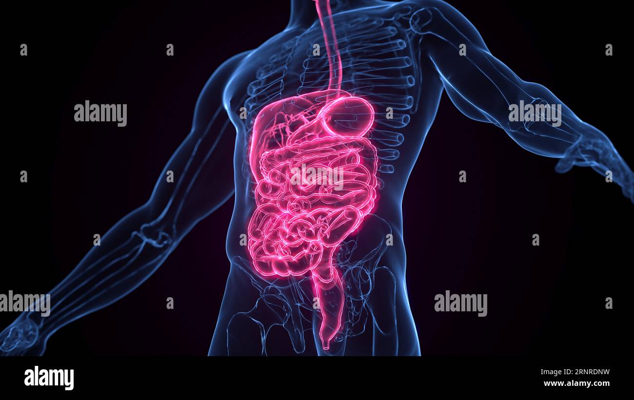 Male digestive system, illustration Stock Photo - Alamy