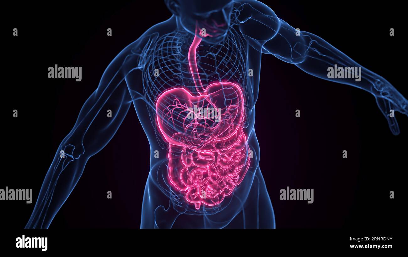 Male digestive system, illustration Stock Photo - Alamy